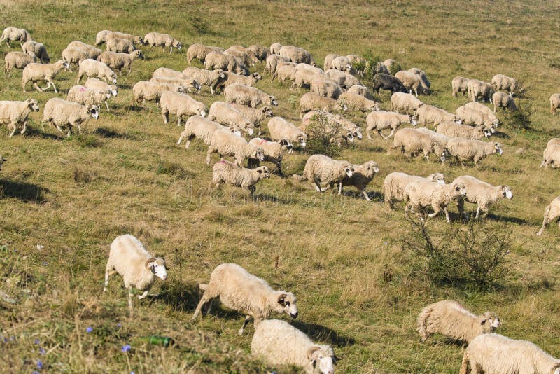 Herd of sheep stock image. Image of farmers, herd, lamb - 142260775