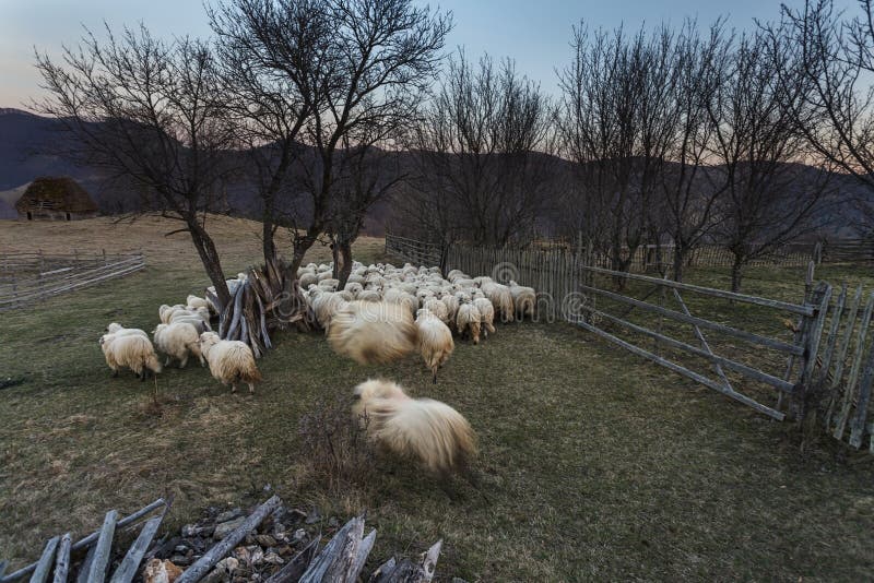 Sheep dog running. stock image. Image of nature, pets, collies - 335665 Sheep dog running. stock image. Image of nature, pets, collies - 335665