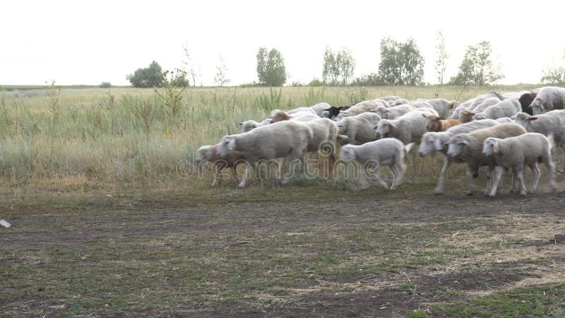 A Flock of Sheep Runs on the Farm. Helpless Animals are Led by a ...