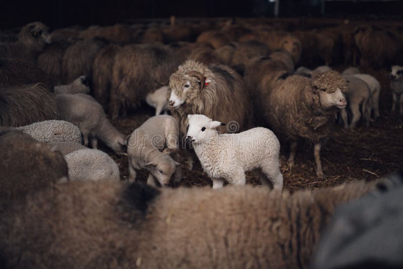 Flock of Sheep in a Rustic Barn Setting. Stock Image - Image of ...