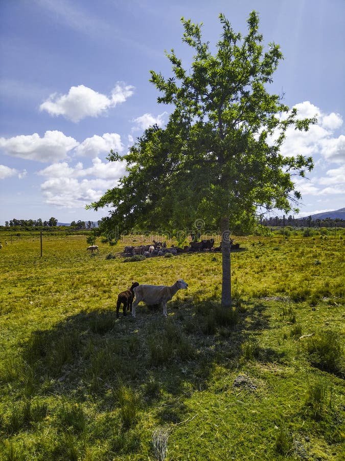 Flock of Sheep in the Shade of Tree Stock Photo - Image of herd ...