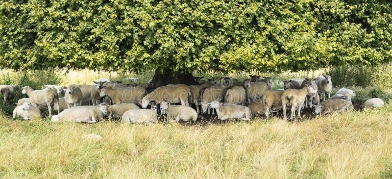 Flock of Sheep Sheltering from Summer Sun Under a Lime Tree Stock Photo ...