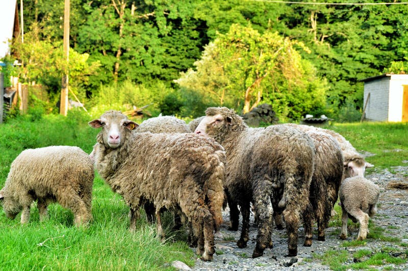 A flock of sheep stock photo. Image of graze, farmland - 56848086