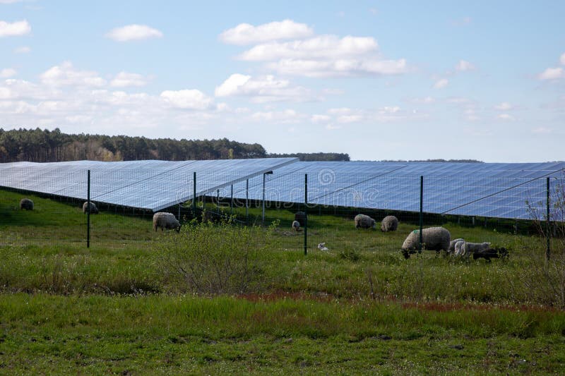 Flock of Sheep in Solar Panels in Farm Photovoltaic System Stock Photo ...