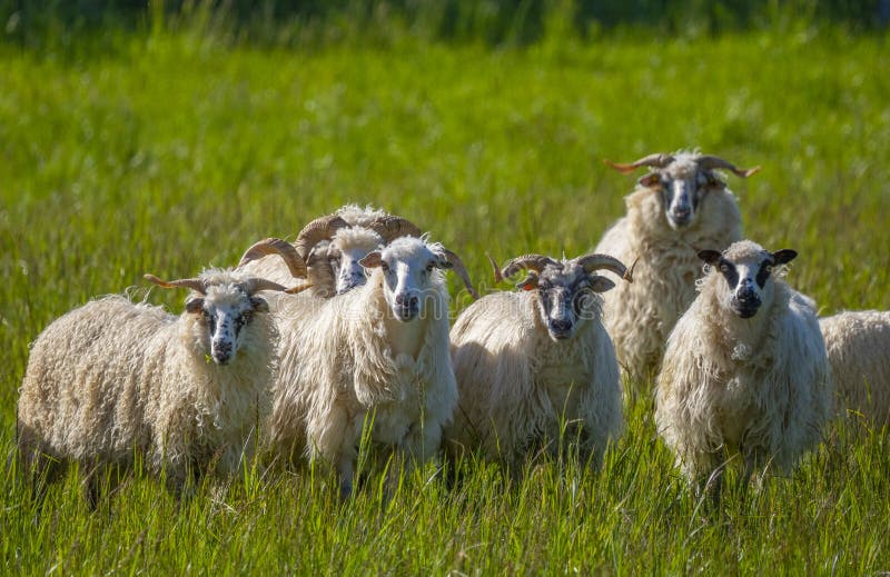 Sheep in spring stock photo. Image of naive, farming, baby - 5305474