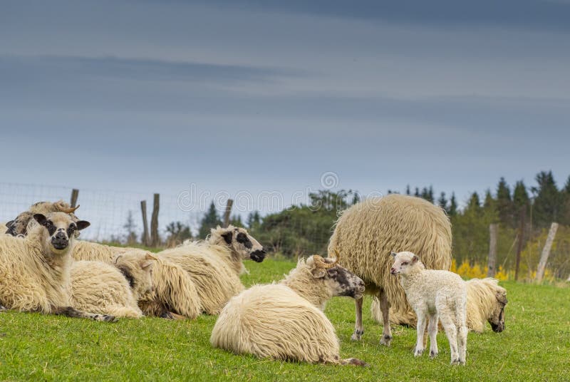 Sheep in spring stock photo. Image of naive, farming, baby - 5305474