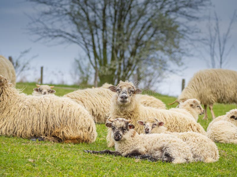 Sheep in spring stock photo. Image of naive, farming, baby - 5305474