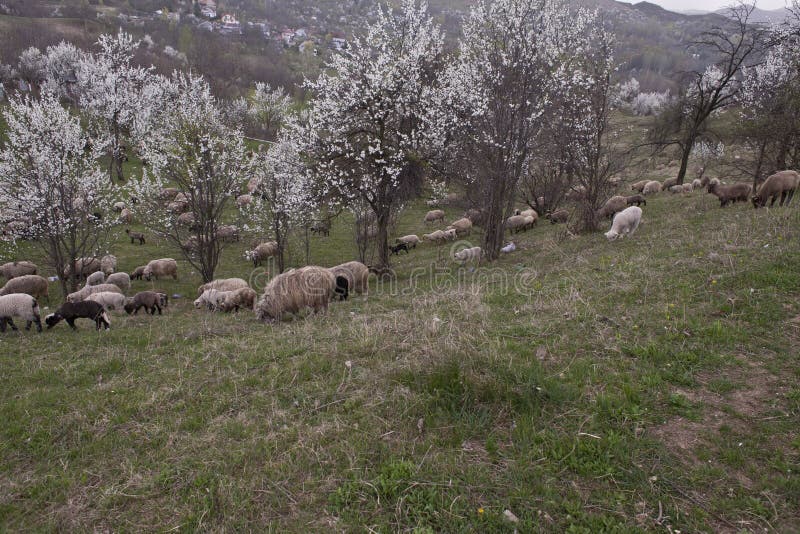 Flock of sheep stock image. Image of spring, grass, cloudy - 72219287