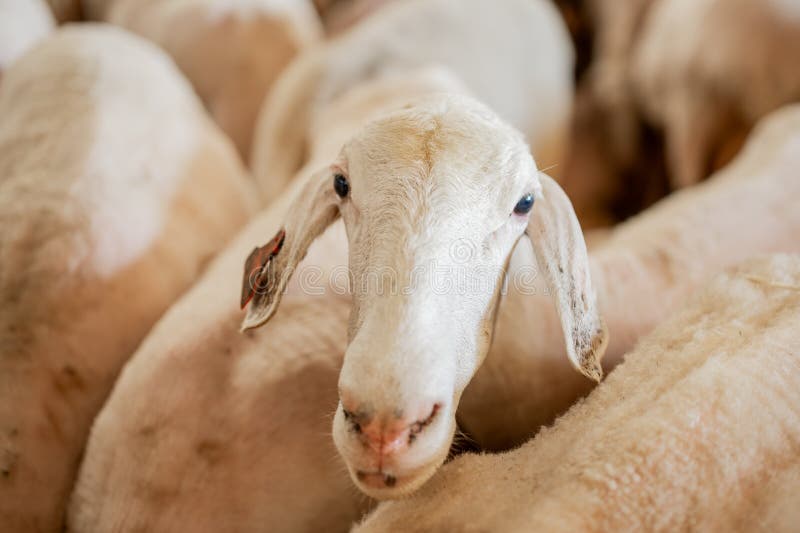 Flock of sheep in stable. stock photo. Image of food - 327856222