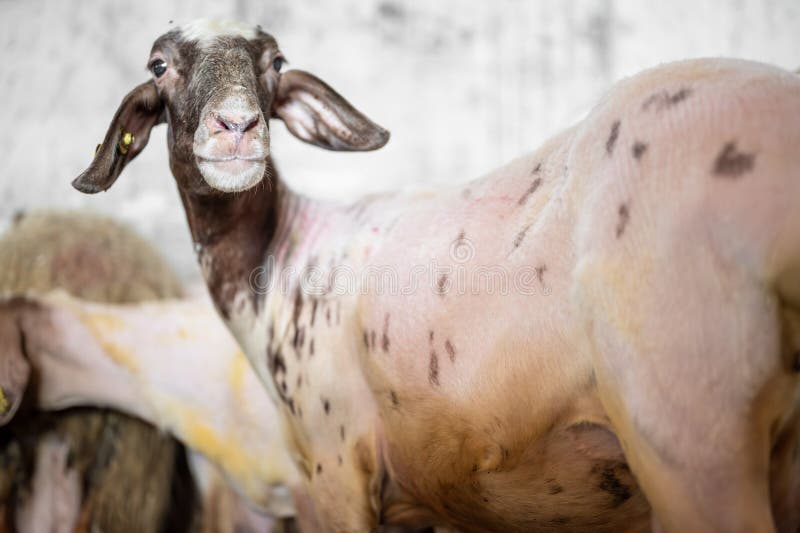 Flock of sheep in stable. stock image. Image of farm - 327856251