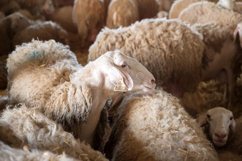 Flock of sheep in stable stock image. Image of grazing - 251328931