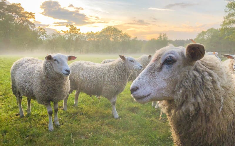 Flock of staring sheep stock photo. Image of graze, domesticated ...