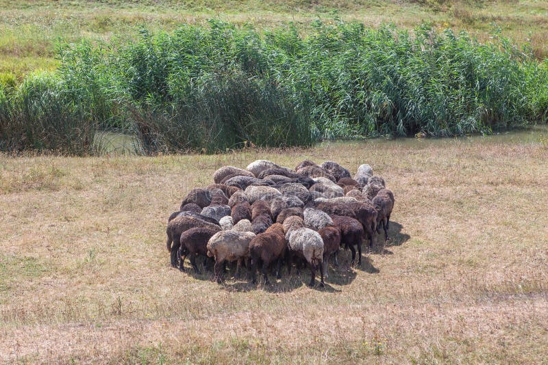 Flock of Sheep Stood in a Circle Stock Image - Image of august, pasture ...