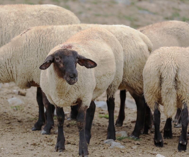 343 Flock Suffolk Sheep Stock Photos - Free & Royalty-Free Stock Photos ...