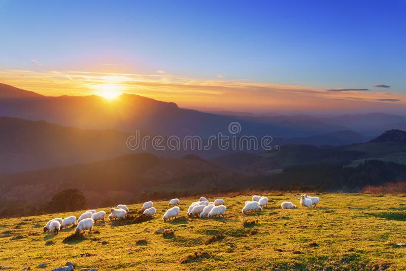 Flock of sheep at sunset stock photo. Image of grass - 62453968
