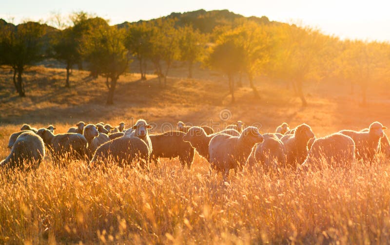 Flock of sheep at sunset stock photo. Image of graze - 108528442