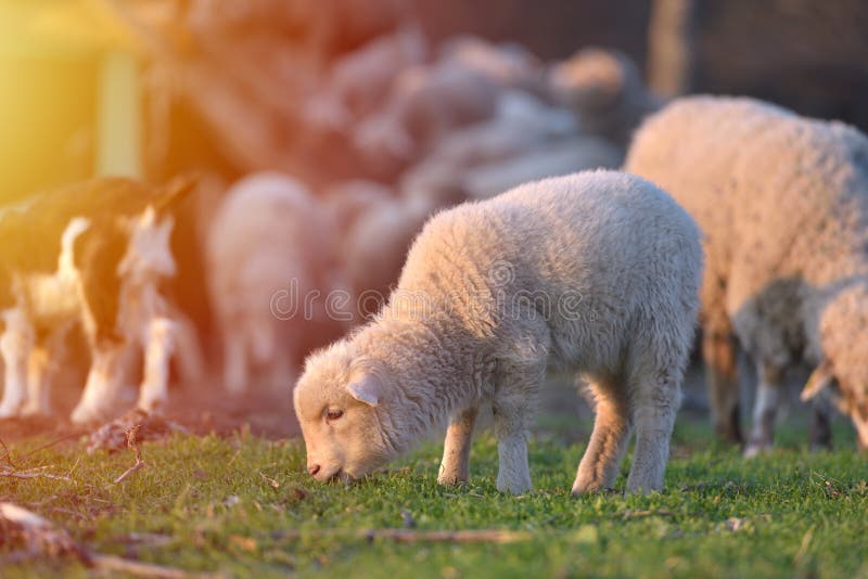 Flock of sheep at sunset stock image. Image of herd - 106324785