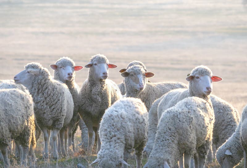 Sheep at sunset stock photo. Image of lamb, wild, sundown - 10976882