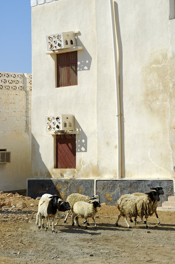 Flock of sheep in Sur stock photo. Image of window, windows - 12348178