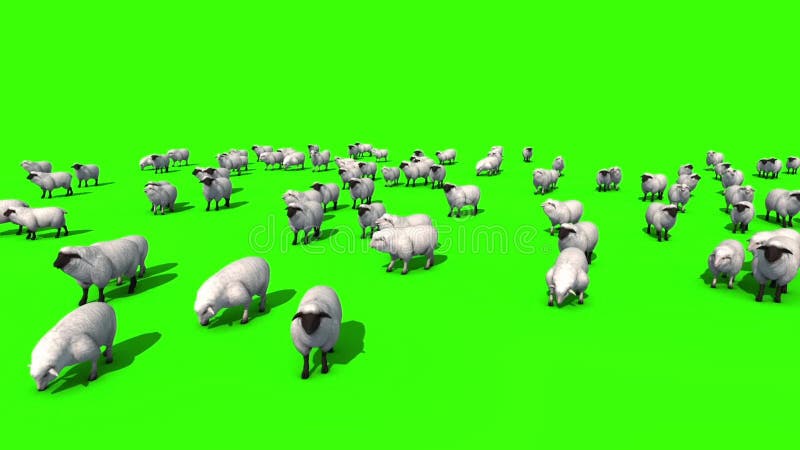 Flock of Sheep Green Screen 3D Rendering Animation Stock Footage ...
