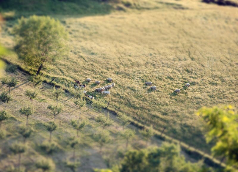 Flock of Sheep in a Tuscan Hill with Tilt and Shift Effect Stock Image ...