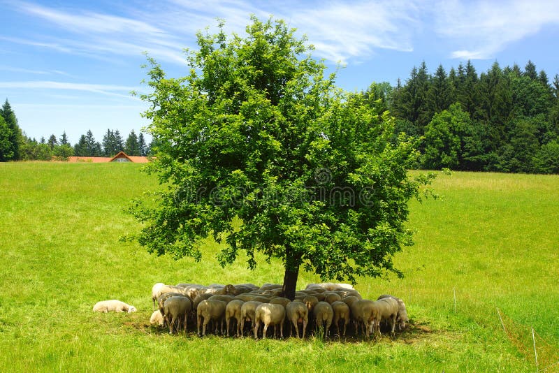 Flock of sheep under tree. stock photo. Image of mammal - 27202788