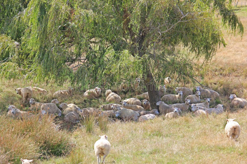 Flock of Sheep Under a Tree on a Sunny Day Stock Photo - Image of ...