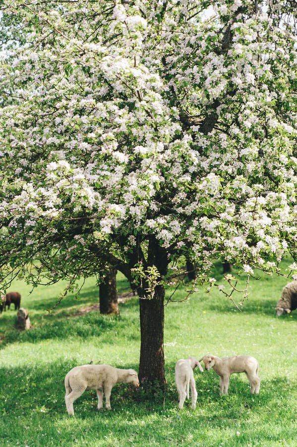 Flock of Sheep Under a Tree Stock Image - Image of grass, tree: 40245953