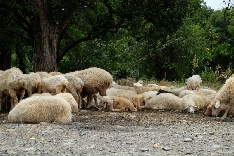 Flock of sheep under trees stock image. Image of heat - 74804231