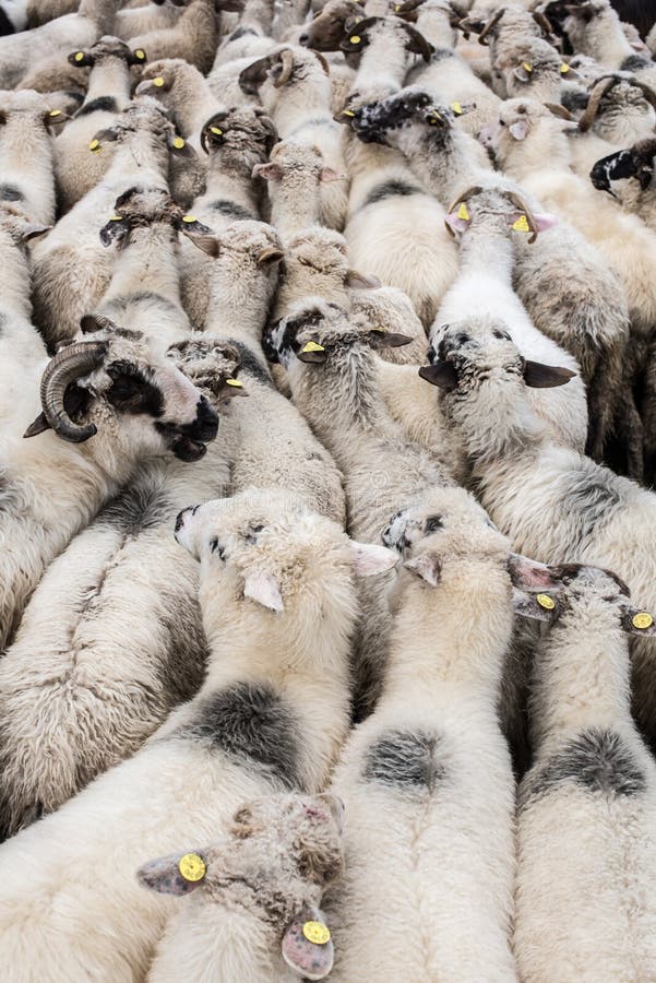 Flock of sheep. stock image. Image of feeding, flock - 72159381