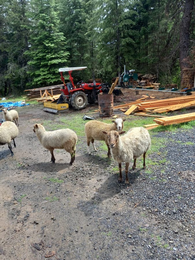 A Flock of Sheep Wandering through the Millyard Stock Image - Image of ...