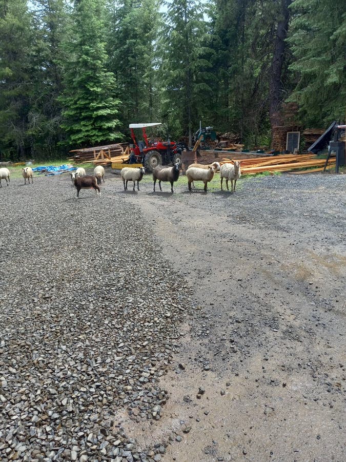 A Flock of Sheep Wandering through the Millyard Stock Photo - Image of ...