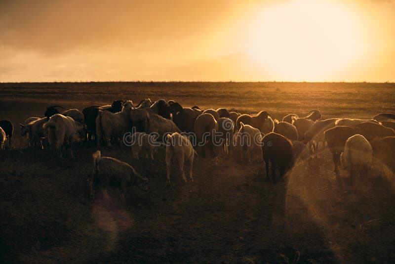 Flock of Sheeps in Sunset stock photo. Image of sunlight - 214379762