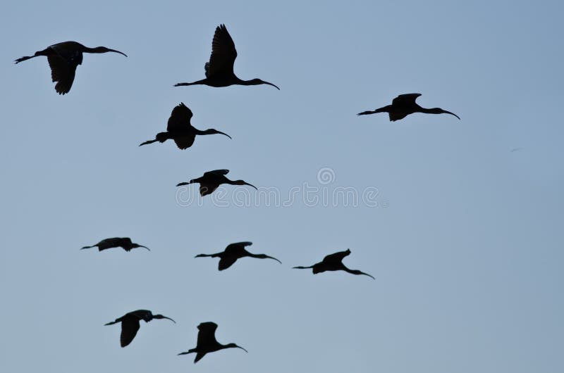Flock of Silhouetted White-Faced Ibis Flying in a Blue Sky Stock Photo ...