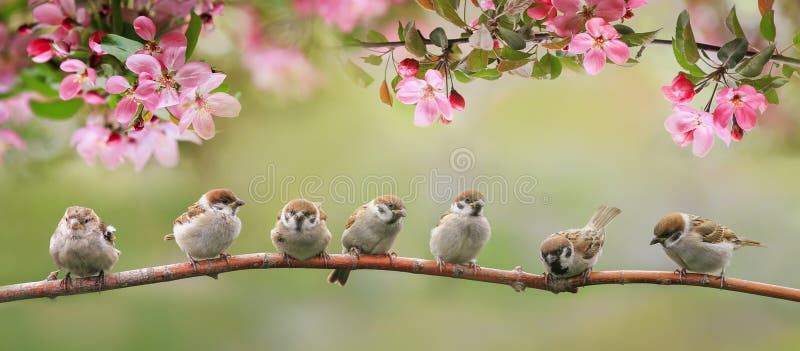 Birds and Baby Sparrows they Sit in Spring Bloom on the Branches of ...