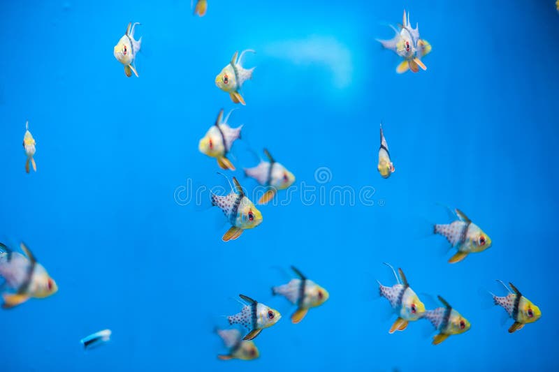 A Flock of Small Beautiful Fish Stock Image - Image of ocean ...