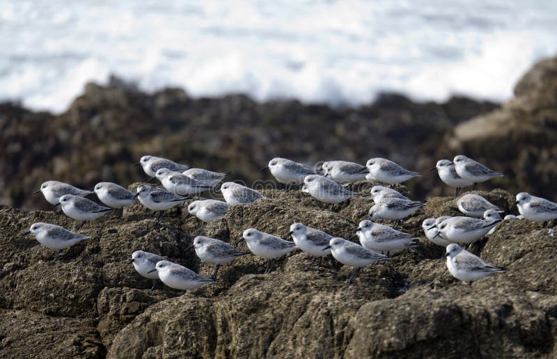 Flock of birds stock image. Image of nature, blue, water - 11759743