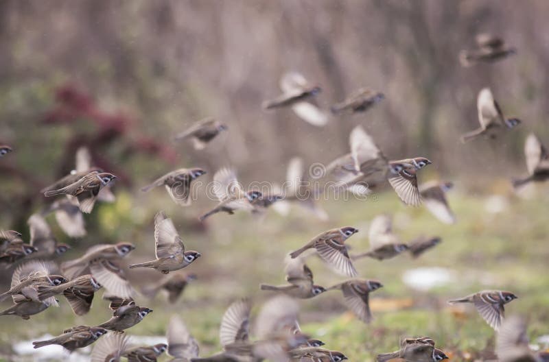 Flock of Birds Sparrows Fly Up into the Sky in the Spring Garden Stock ...