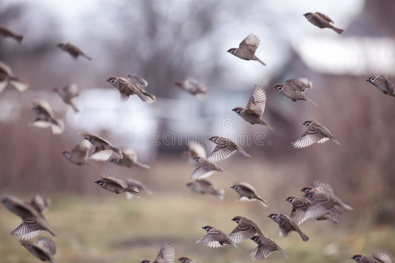 Flock of Birds Sparrows Fly Up into the Sky in the Spring Garden Stock ...