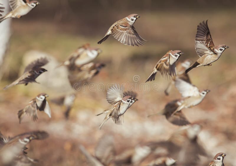 Flock of Birds Sparrows Soars Up into the Sky in a Sunny Spring Garden ...