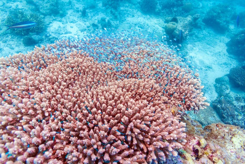 A Flock of Small Blue Fish on Stone Coral, the Maldives Stock Photo ...