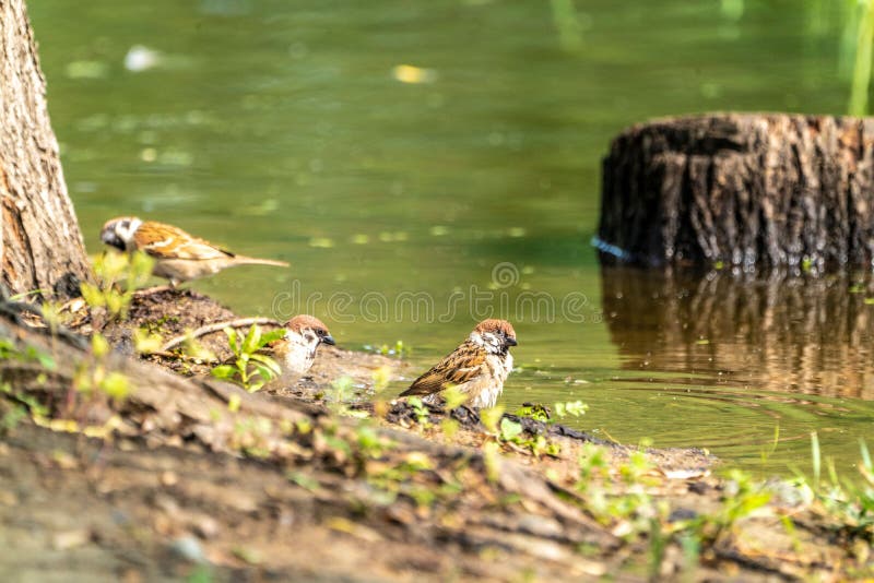 Flock of Small Brown Common Sparrow Birds Perched on a Lake Shore Stock ...