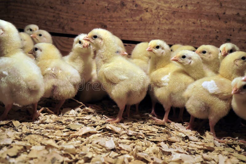 Flock of Small Chickens on a Farm Stock Photo - Image of chick, easter ...