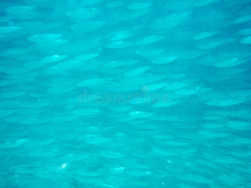 Flock of small fish stock image. Image of swim, alive - 24462063
