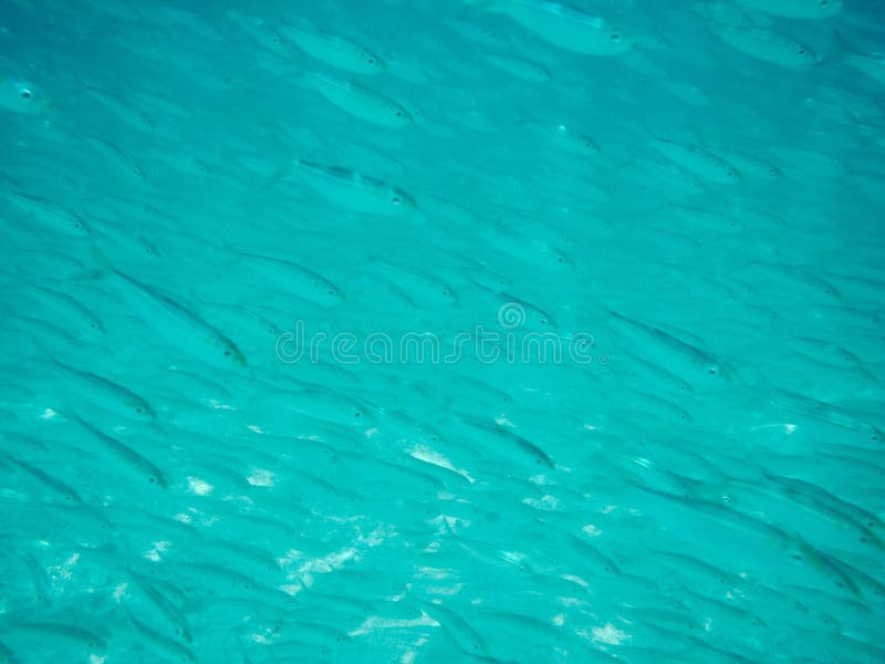 Flock of small fish stock image. Image of water, alive - 26212049