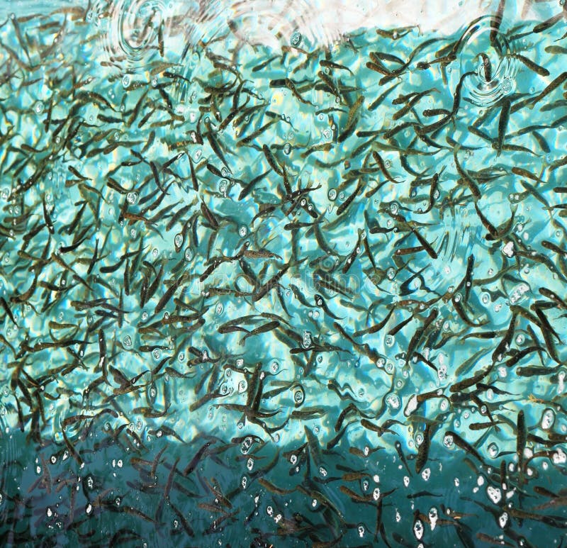 The flock of small fish stock photo. Image of underwater - 37729062
