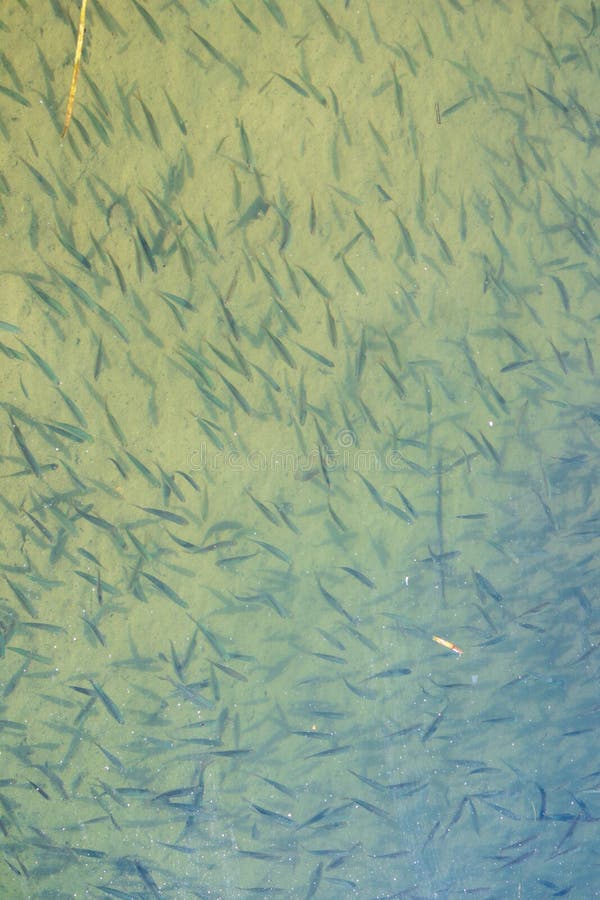 Flock of Small Fish in a Lake Stock Photo - Image of ocean, outdoor ...