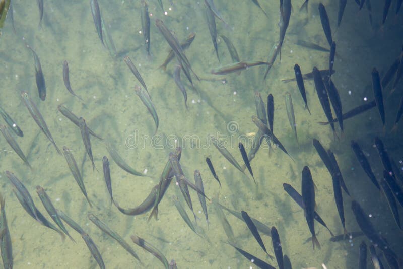 Flock of Small Fish in a Lake Stock Photo - Image of fresh, abstract ...
