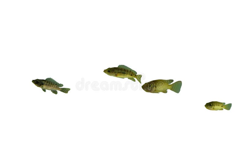 A Flock of Small Fish, Fish with Large Fins, Isolated, White Background ...