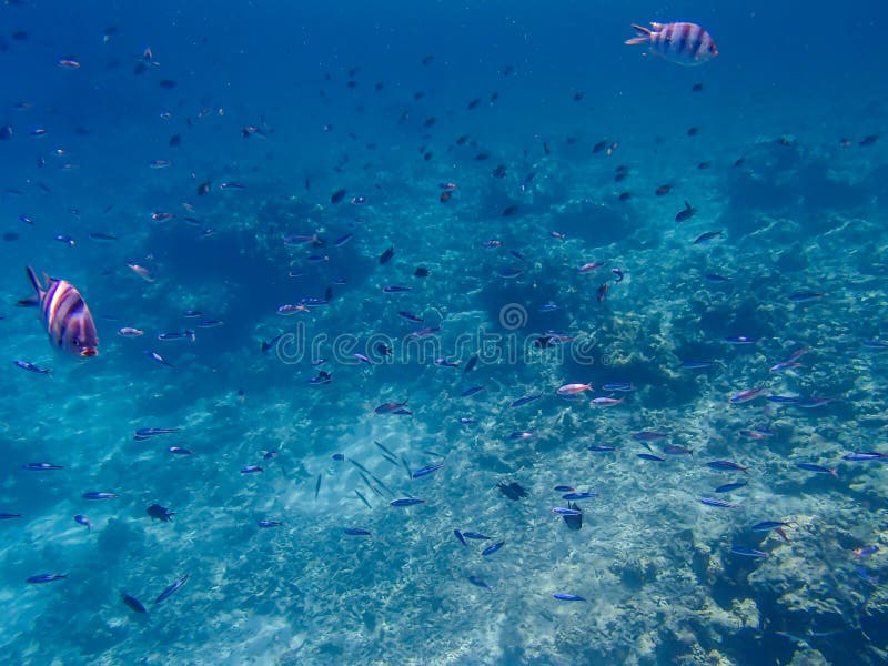 A Flock of Small Fish Under the Water. Blue Sea Background Stock Image ...